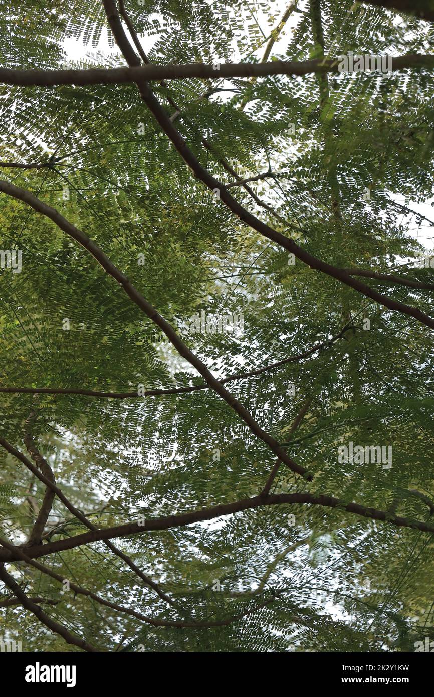 A tree with green branches against the sky Stock Photo - Alamy