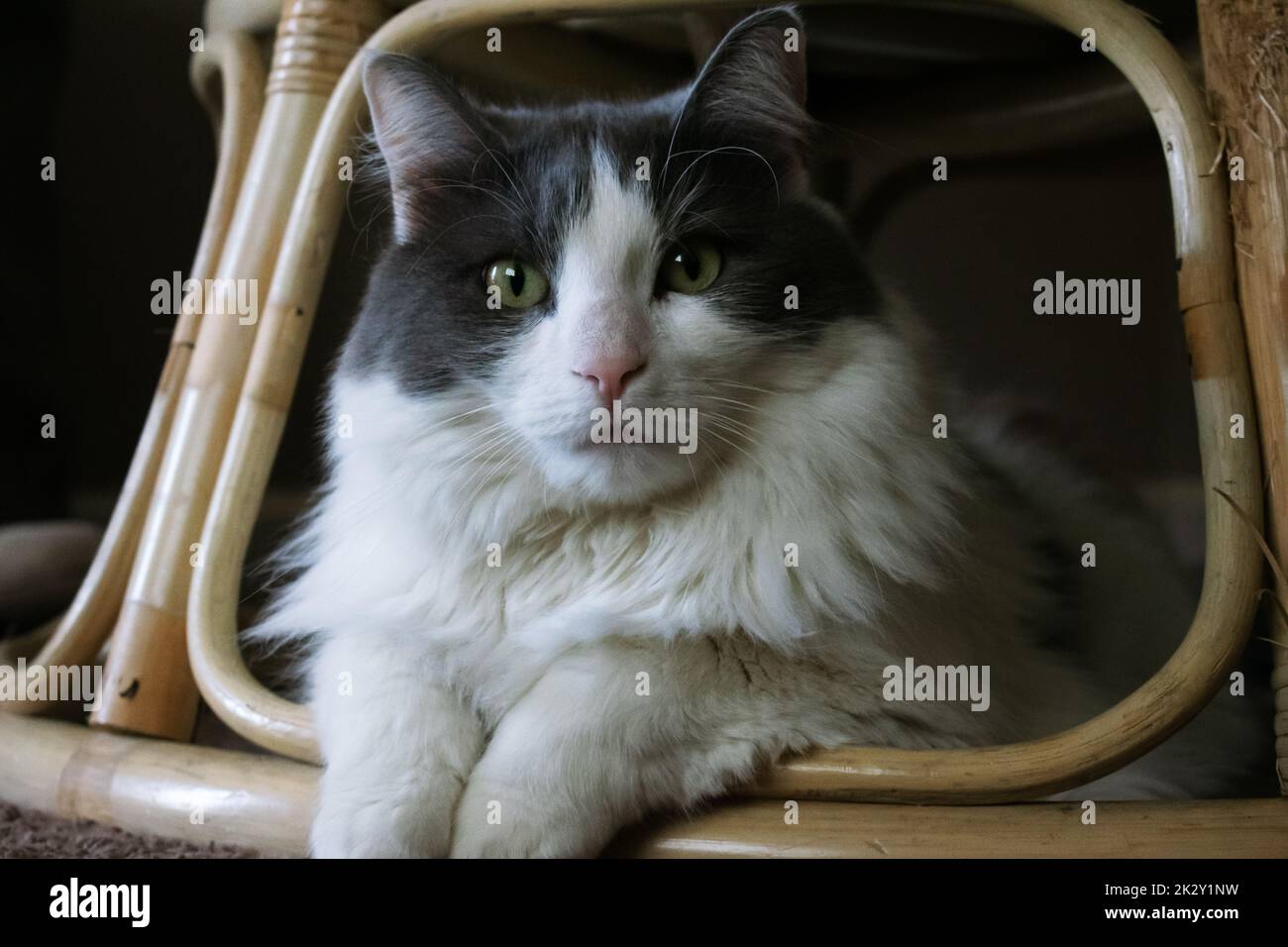 The close-up portrait of a Mane Coon cat in a frame staring with wide ...