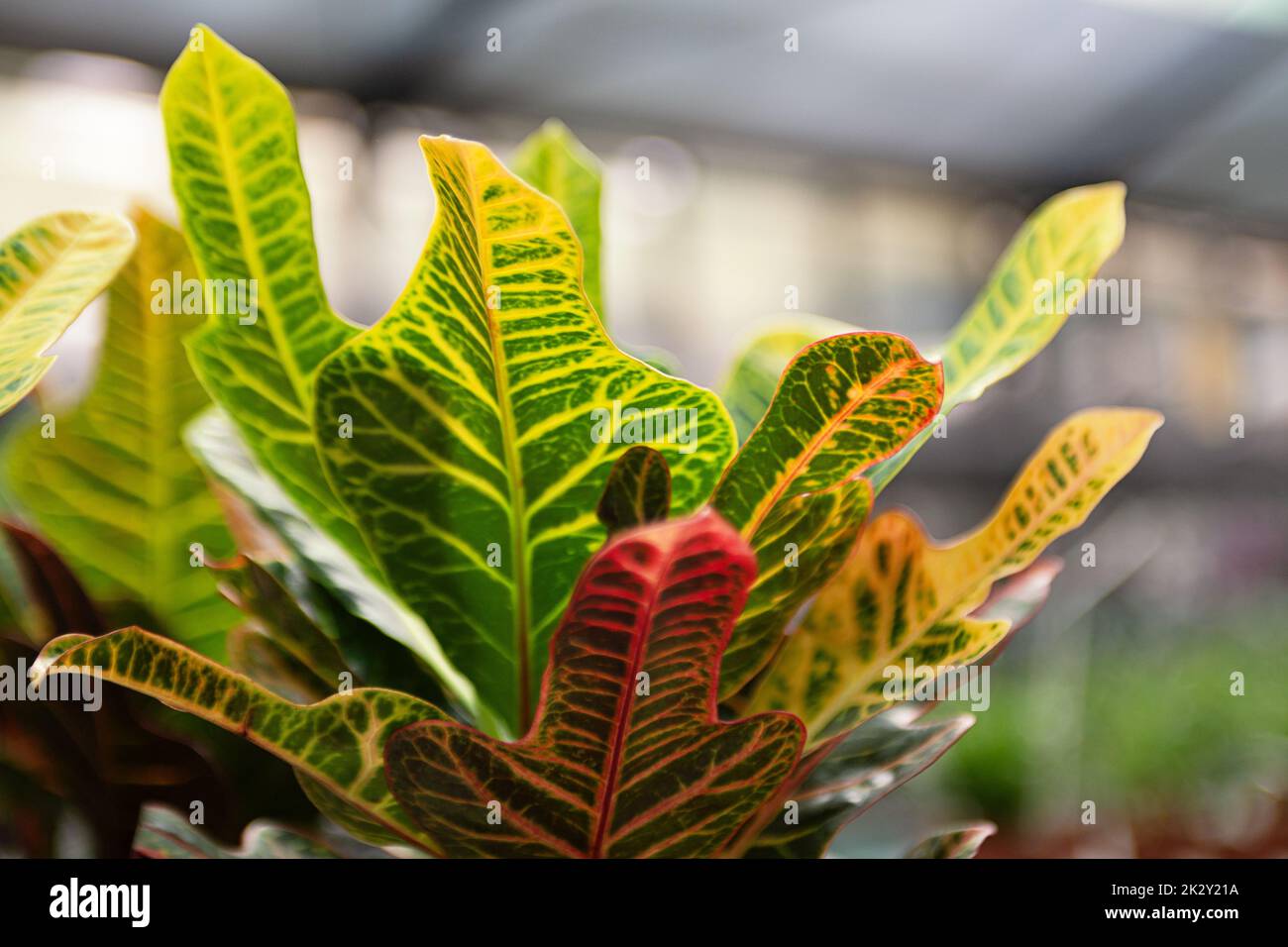 Natural background from multicolored leafs of croton plant Stock Photo ...