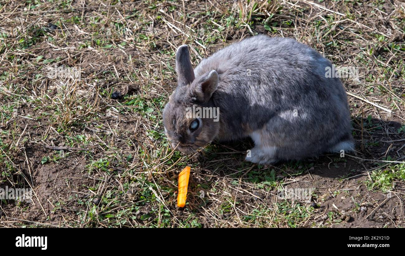 A gray rabbit with a pale blue eye is gnawing on a carrot. Mini zoo ...