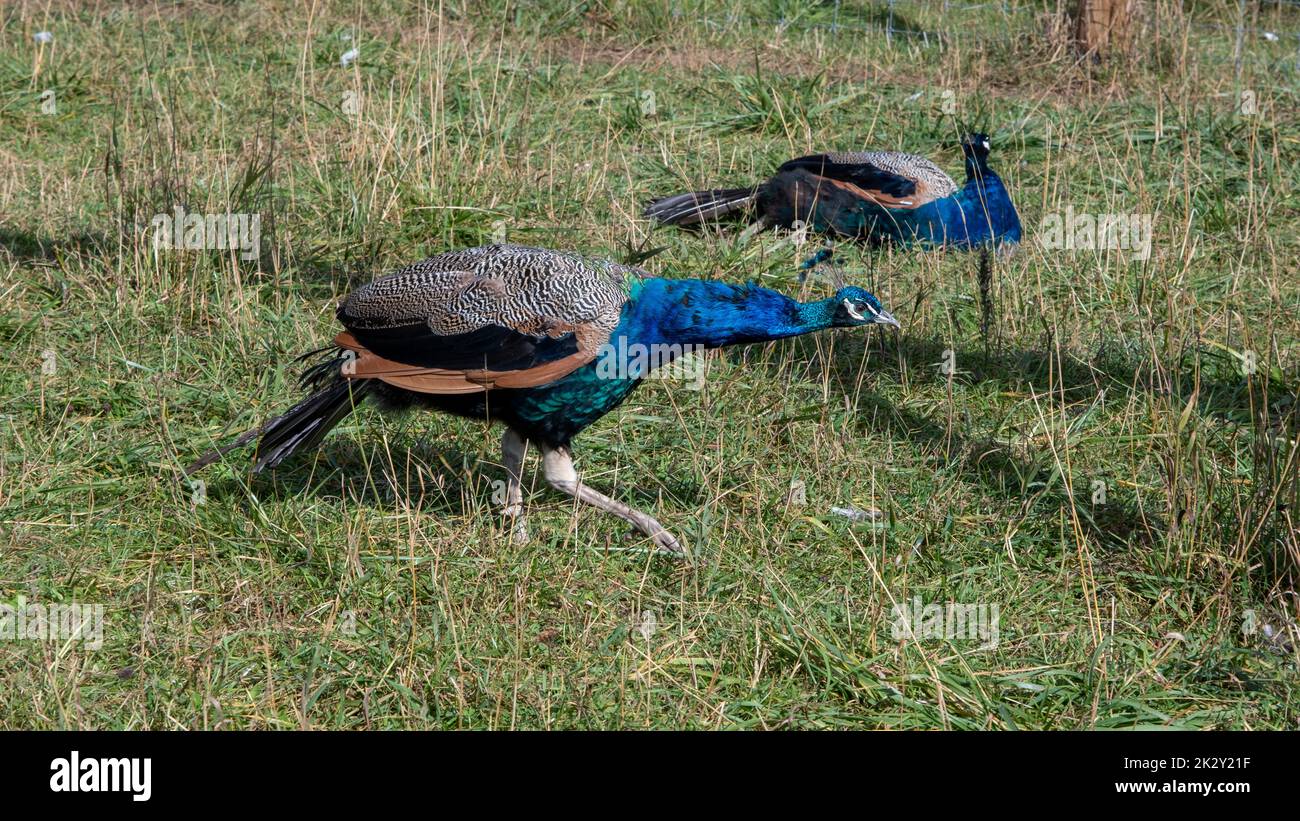 Two peacocks on a bright background of green grass. Peacocks on a farm ...