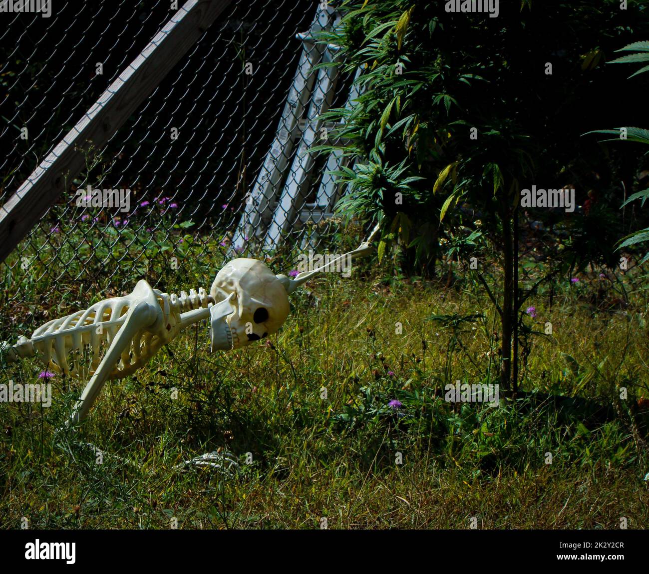 This skeleton is crawling thru the cannabis garden reaching for a bud ...
