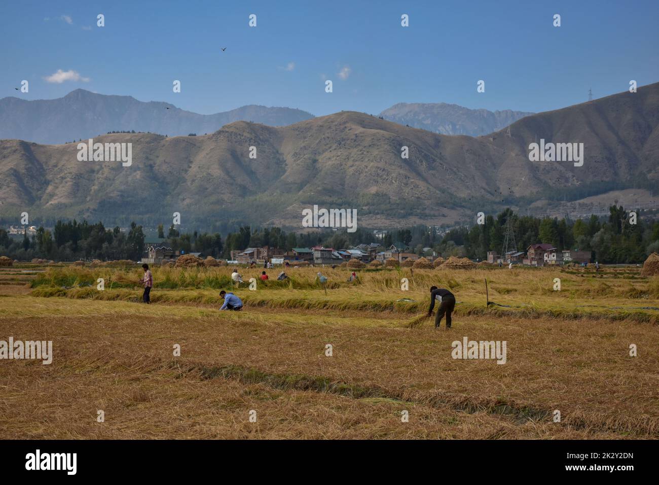 Srinagar, India. 23rd Sep, 2022. Kashmiri farmers work at a rice field ...