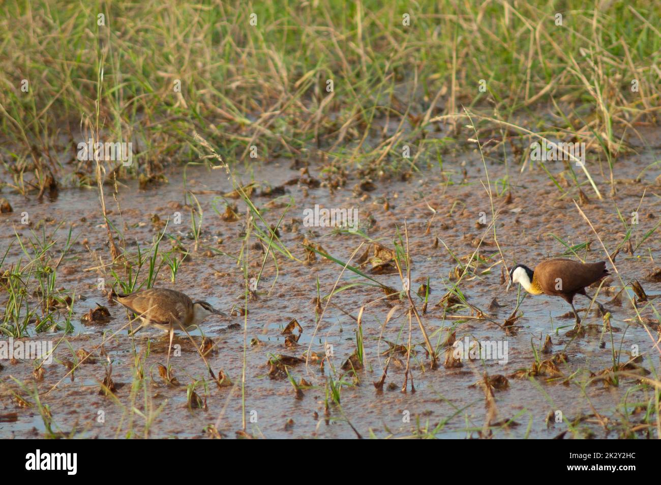 Species a africanus hi-res stock photography and images - Alamy