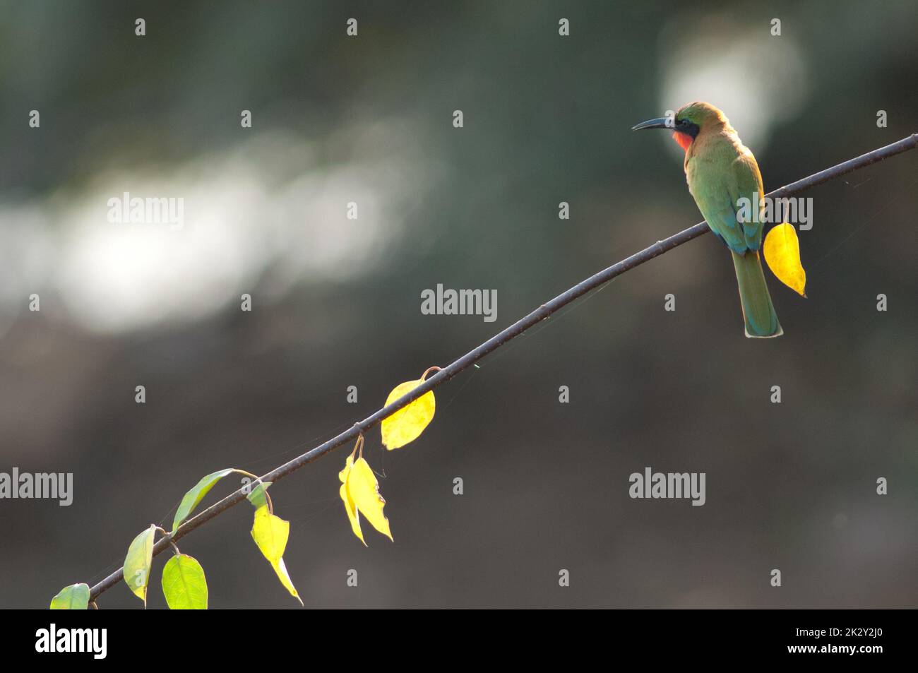 Merops bulocki hi-res stock photography and images - Alamy