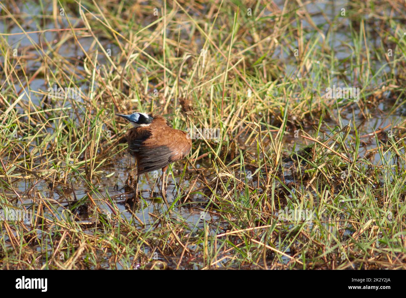 African jacana Actophilornis africanus preening in a lagoon Stock Photo ...