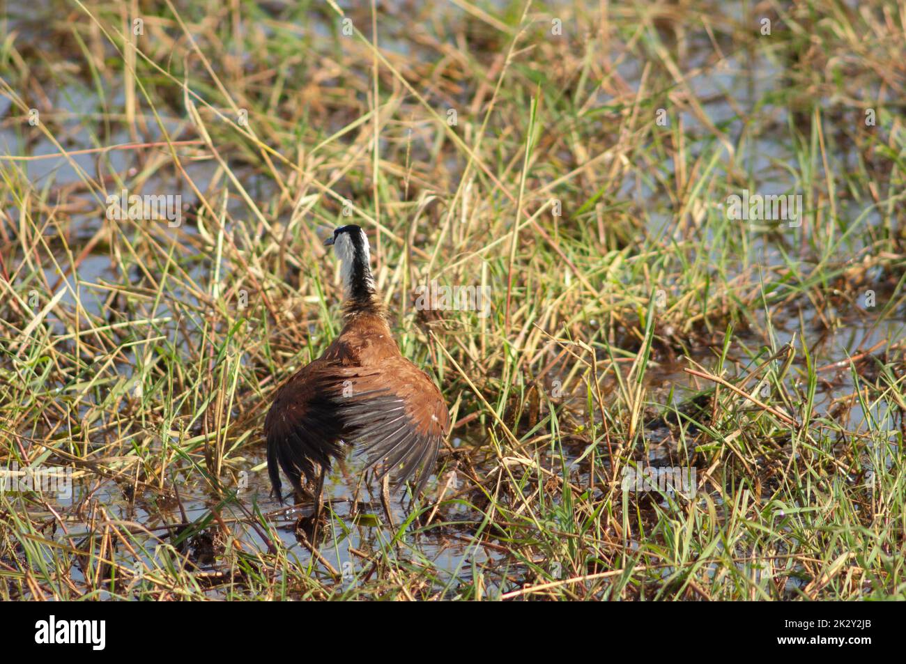 African jacana Actophilornis africanus stretching its wings Stock Photo ...