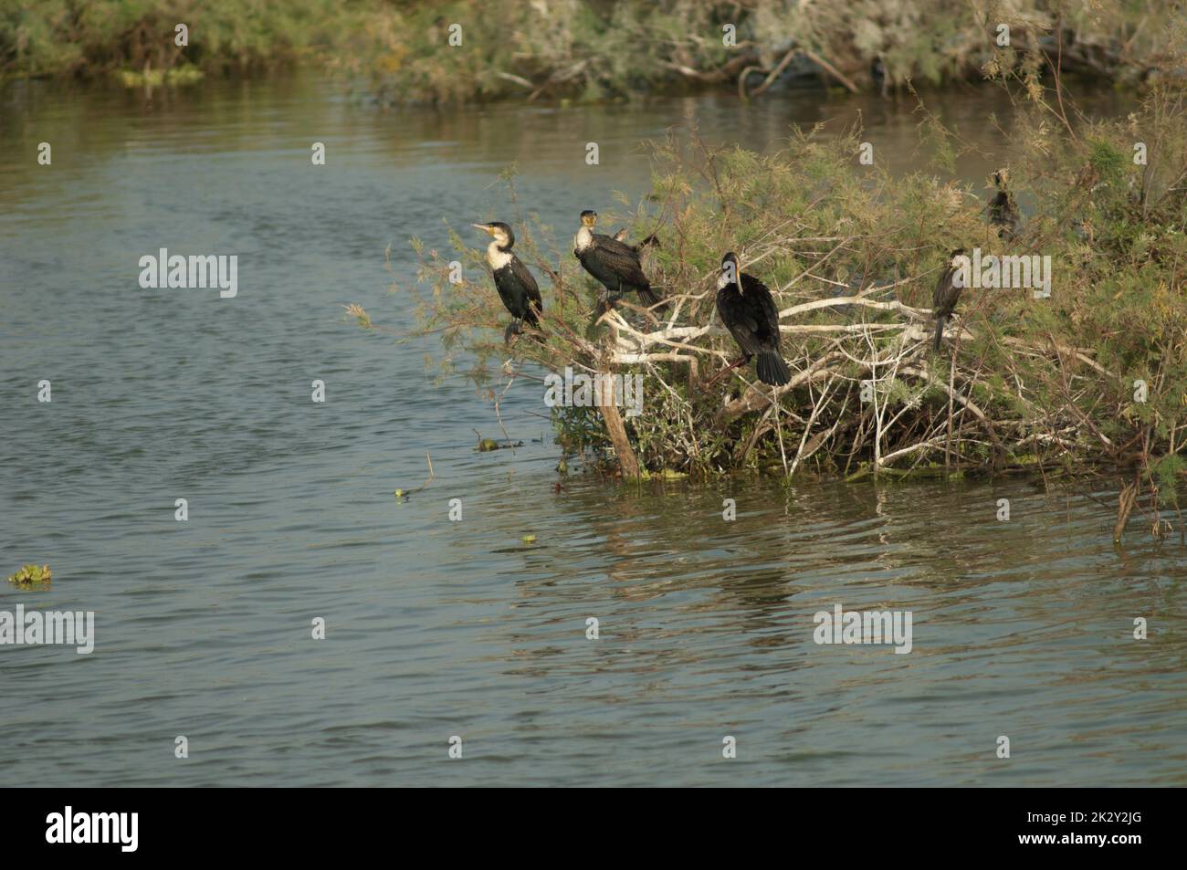 Great cormorants Phalacrocorax carbo in a lagoon Stock Photo - Alamy