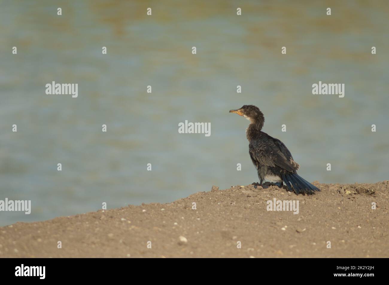 Senegal river djoudj national bird hi-res stock photography and images ...