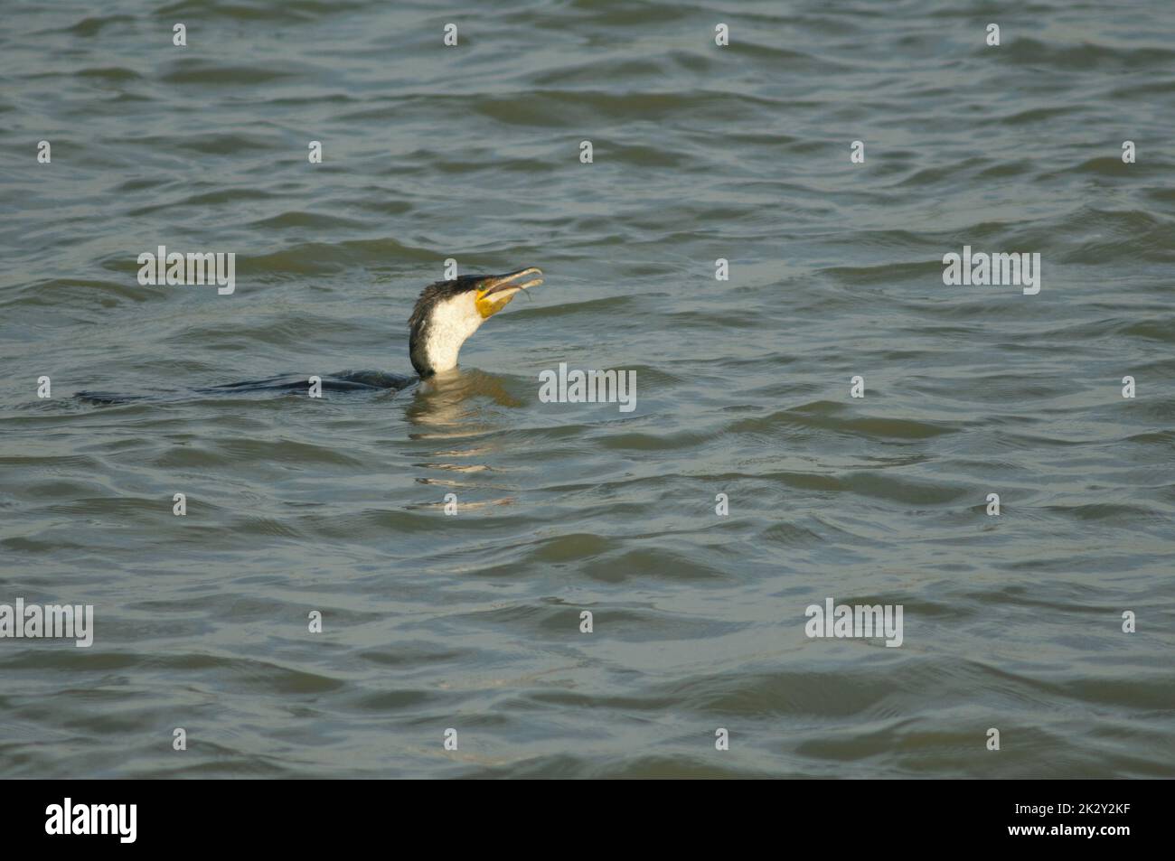 Cormorant eating feeding feeding hi-res stock photography and images ...