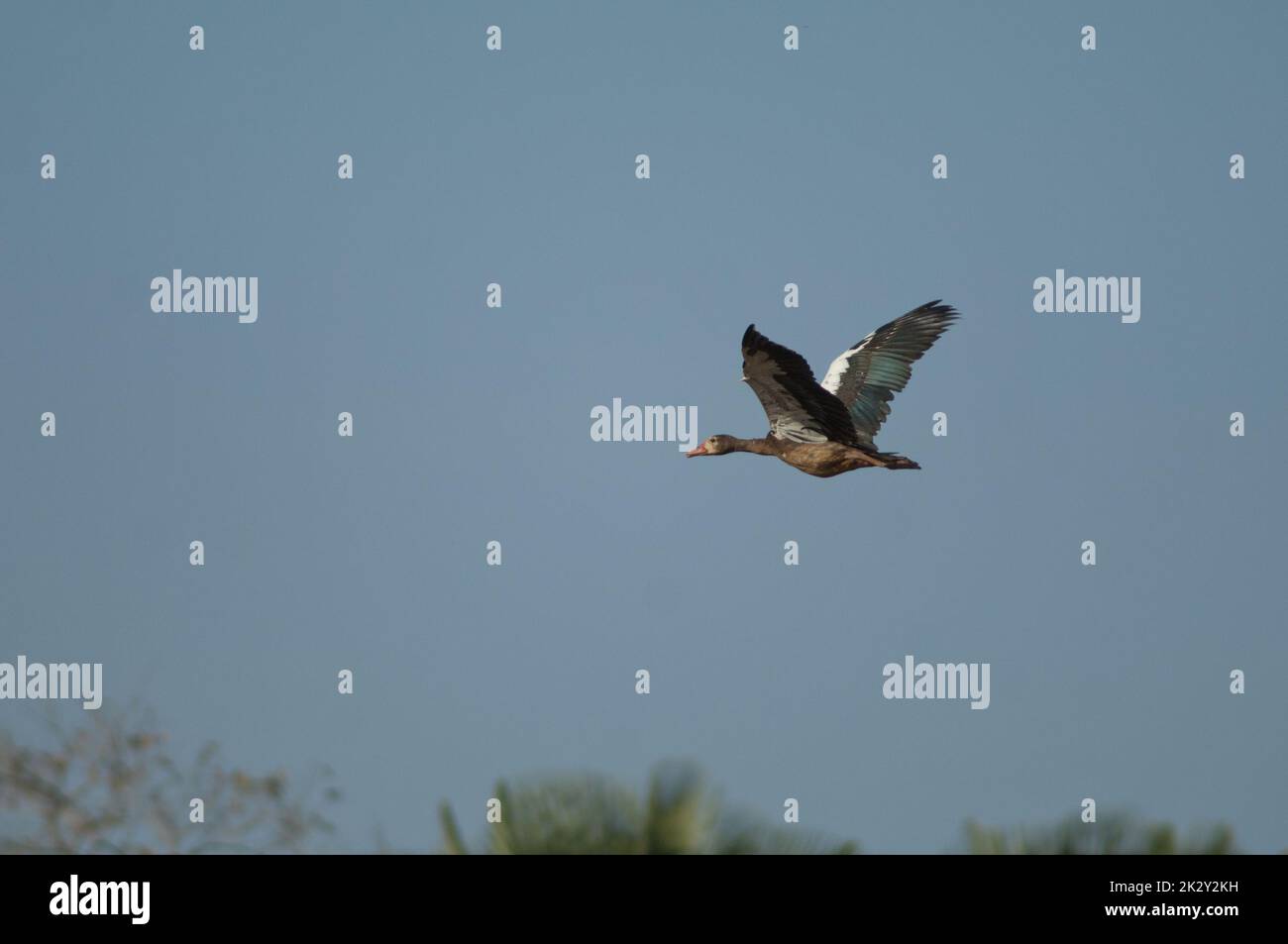 Spur-winged goose in Niokolo Koba National Park Stock Photo - Alamy