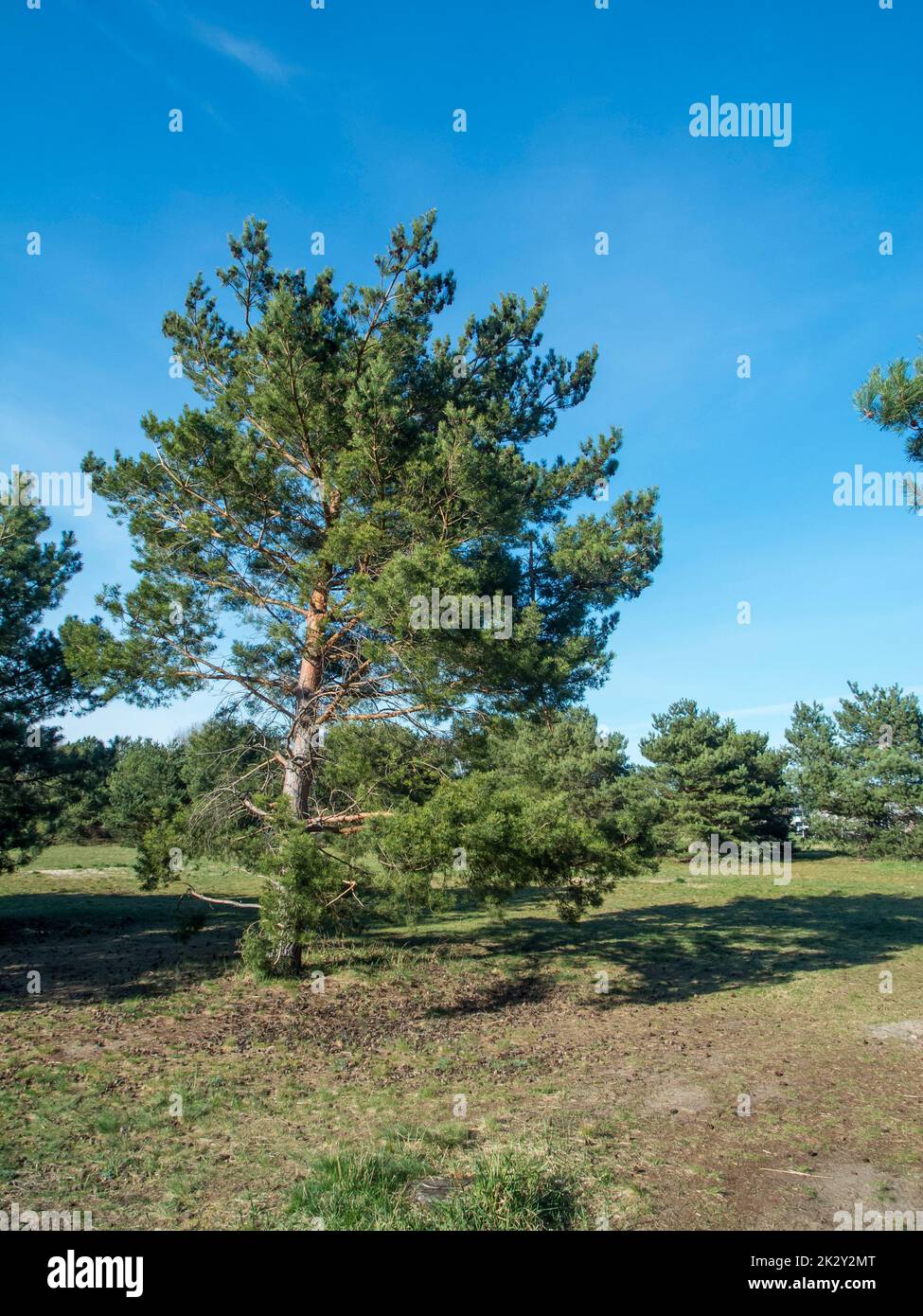 Single Pine tree Stock Photo - Alamy