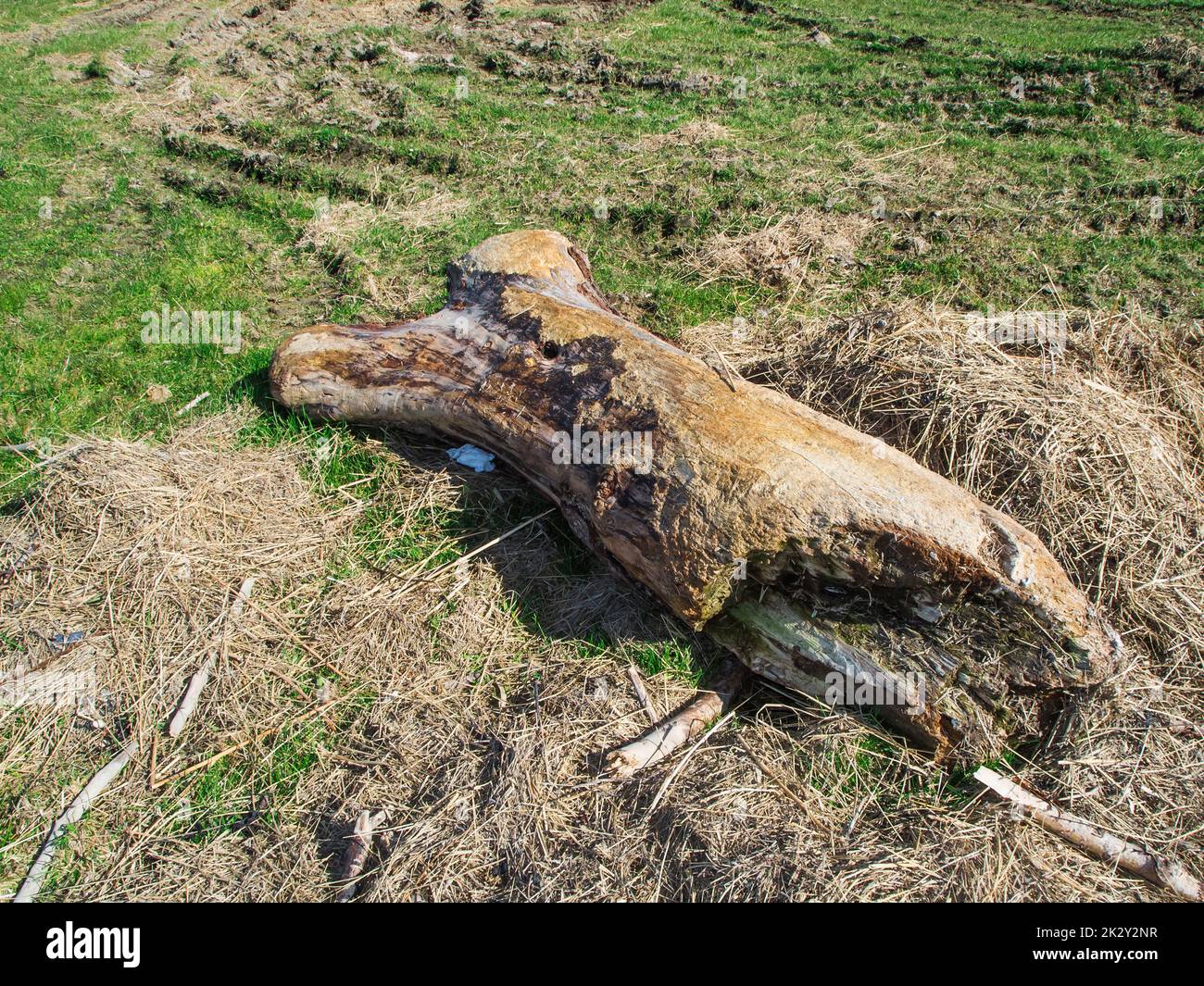 Tree stump laid out on the beach high Stock Photo - Alamy