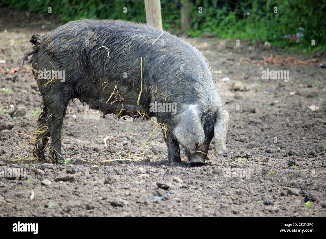 Pig in the hedge hi-res stock photography and images - Alamy