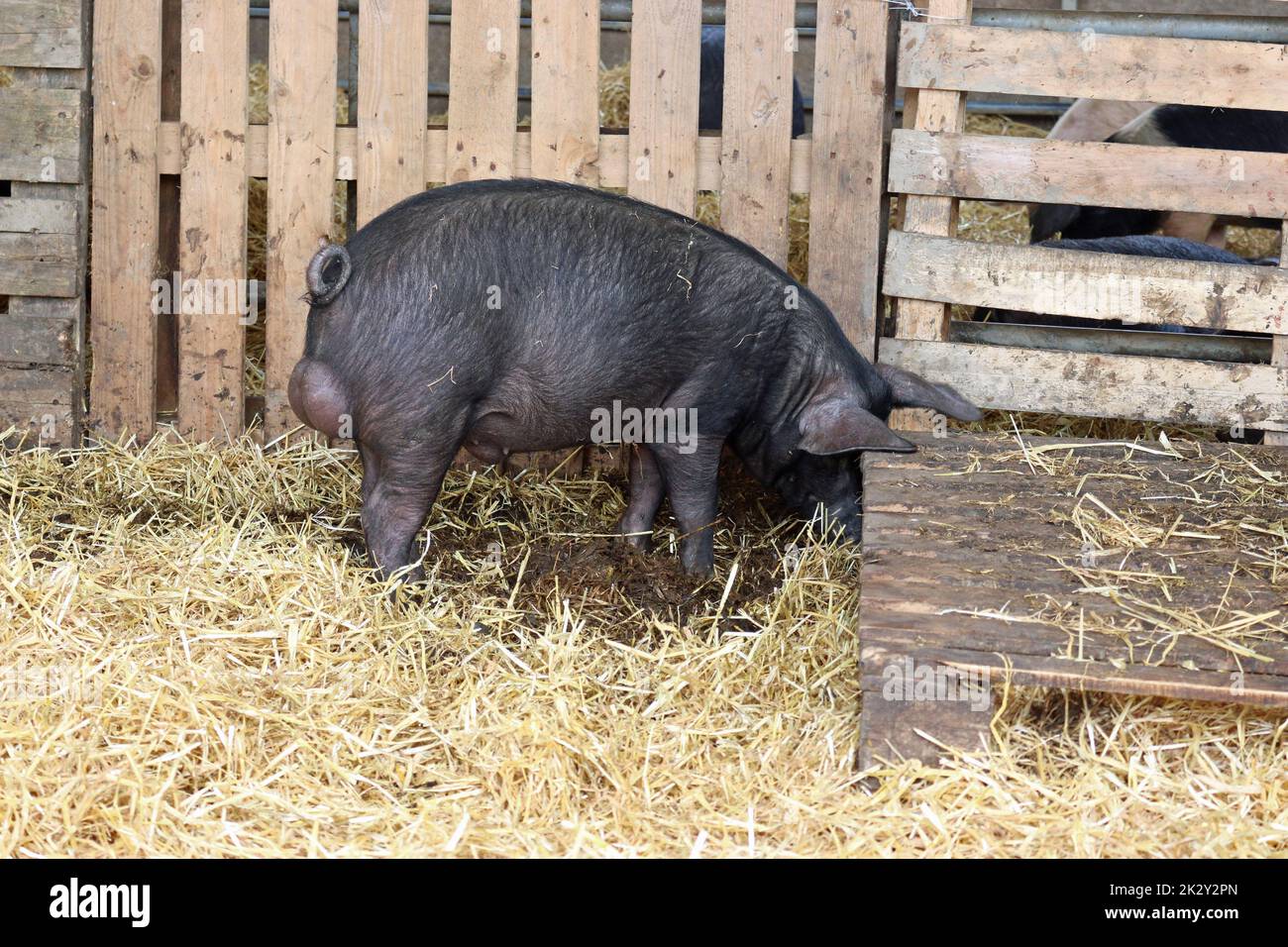 Black pig digging in farmyard straw Stock Photo - Alamy