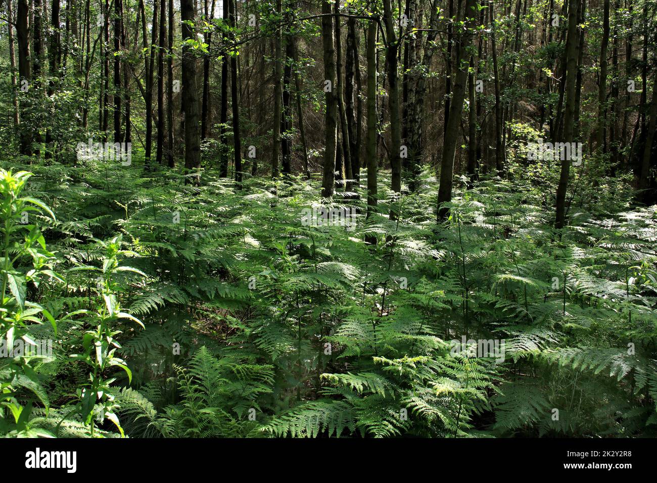Herb layer in a forest Stock Photo - Alamy