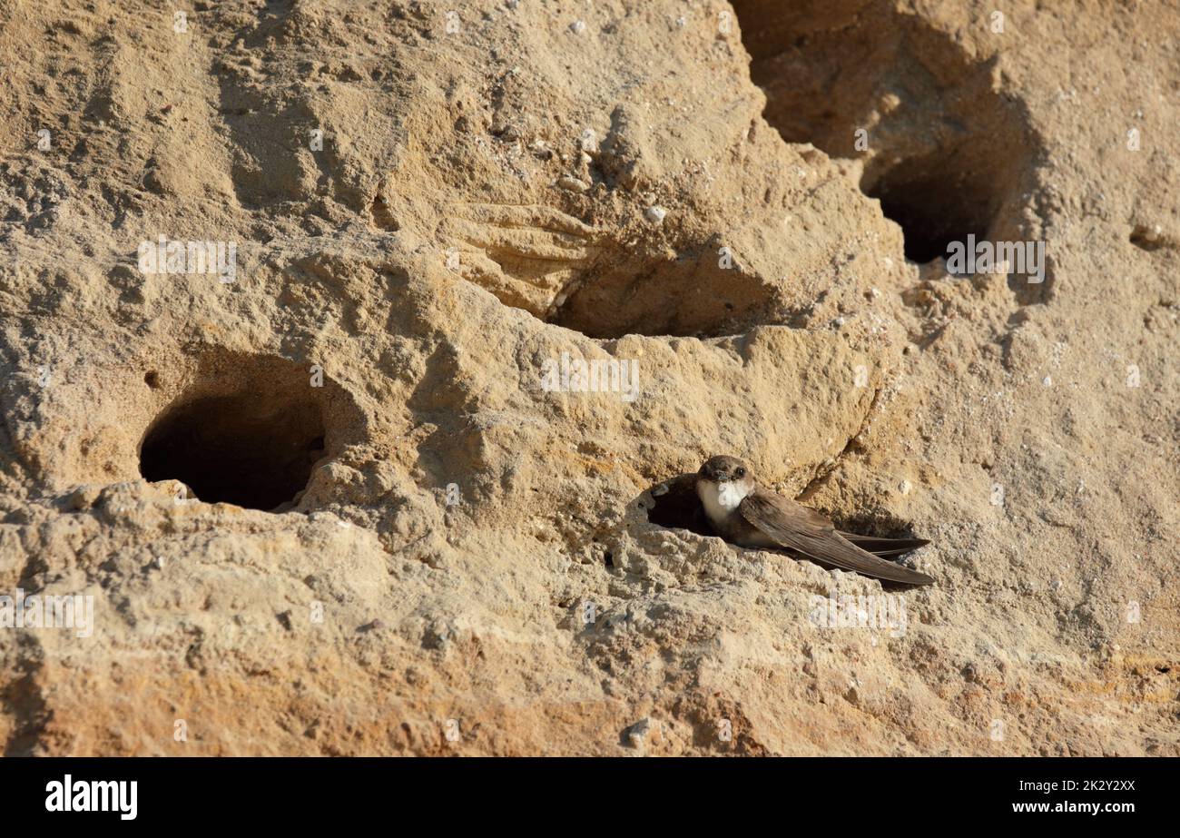 The sand martin - Riparia riparia - at its nest Stock Photo - Alamy