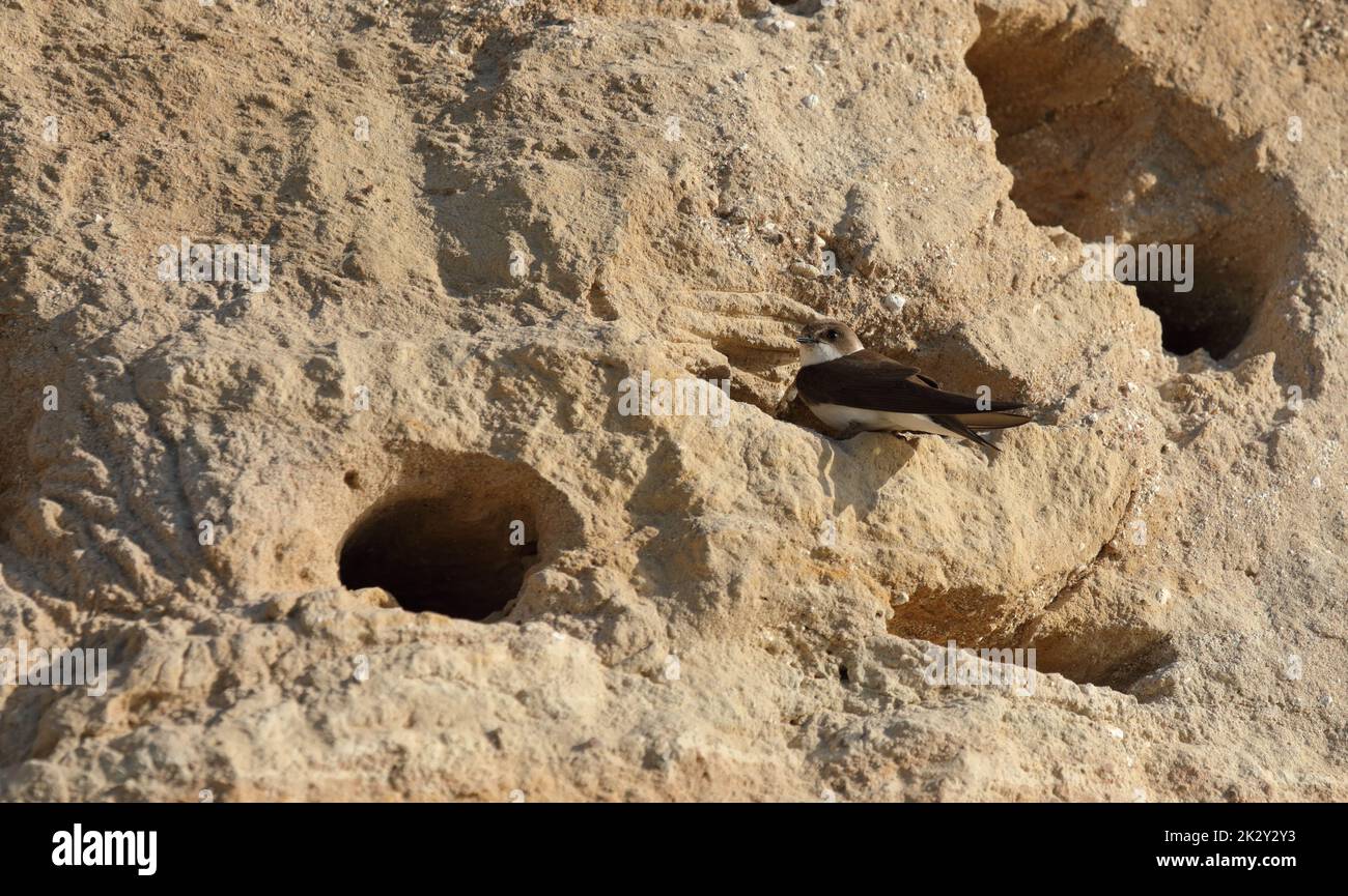 The sand martin - Riparia riparia - at its nest Stock Photo - Alamy
