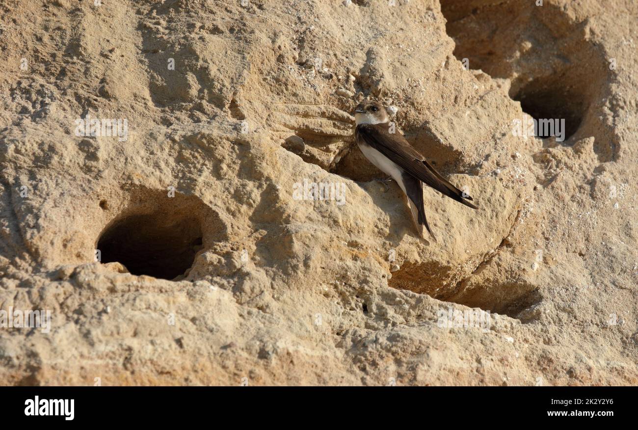 The sand martin - Riparia riparia - at its nest Stock Photo - Alamy