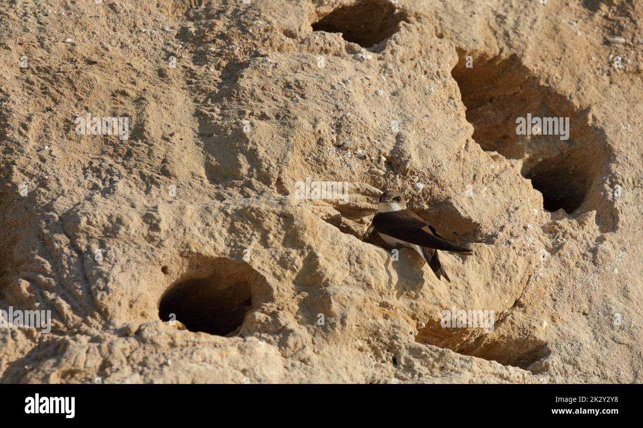 The sand martin - Riparia riparia - at its nest Stock Photo - Alamy