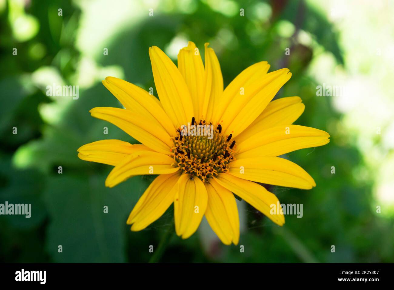 Yellow flower is affected by spider mites of tetranychidae Stock Photo ...