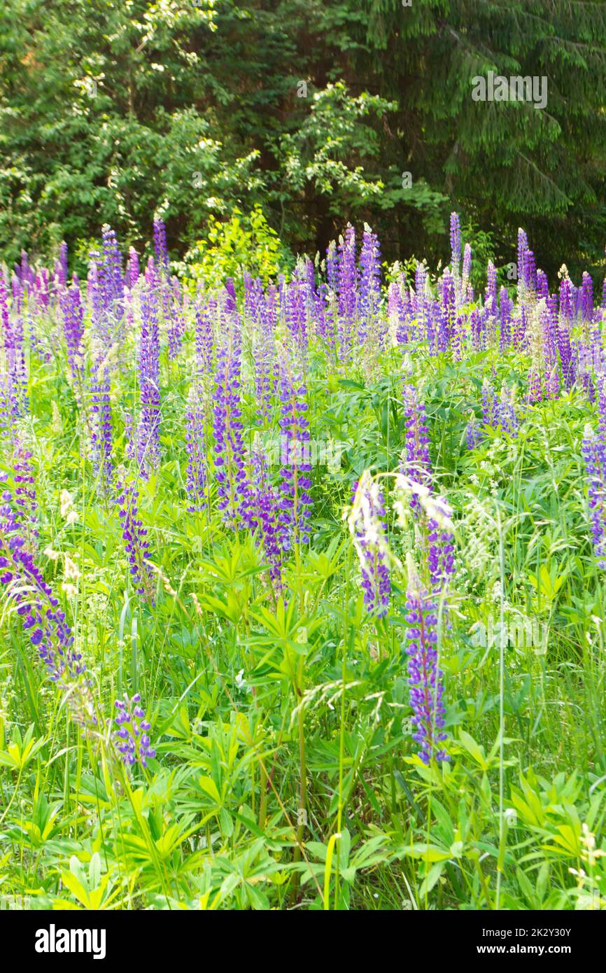 Field blooming lupine flowers lupinus hi-res stock photography and images - Alamy