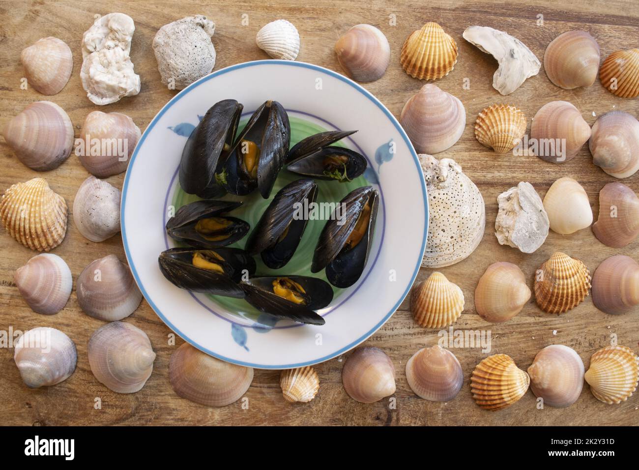 Series of shells hi-res stock photography and images - Alamy