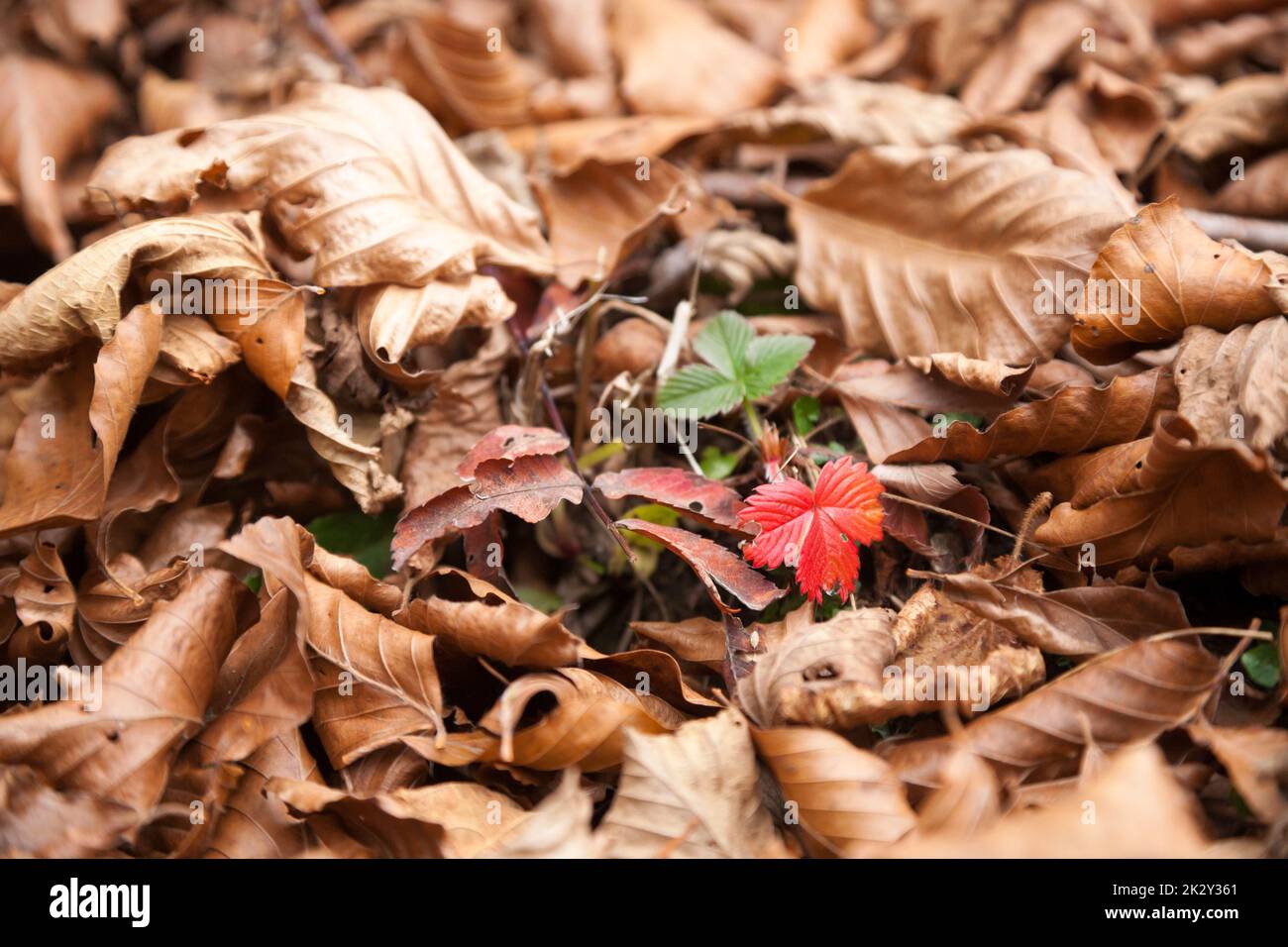 Minimal leaves hi-res stock photography and images - Alamy