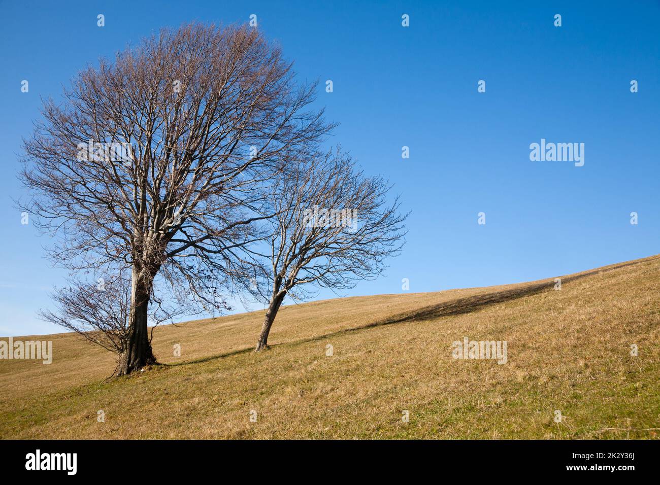 Isolated trees on blue sky. Minimal nature background Stock Photo - Alamy