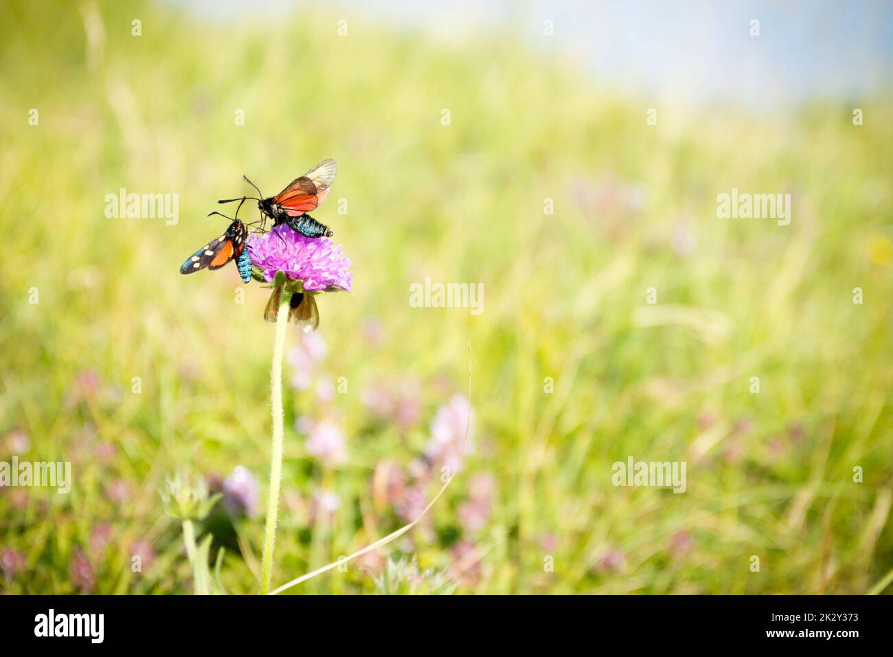 Moth close view hi-res stock photography and images - Alamy