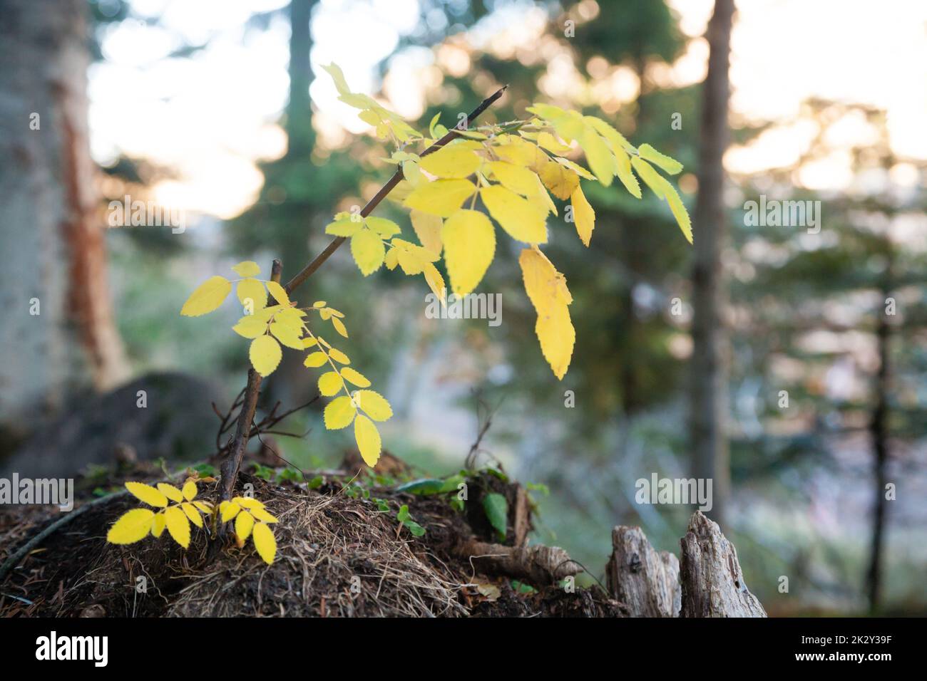 Yellow leaves on woodland background. Nature minimal landscape Stock ...