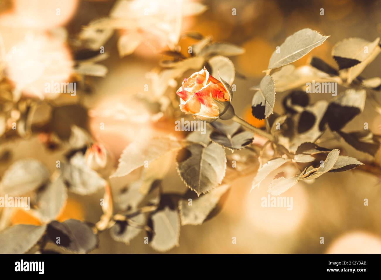 A bush with single blooming rose in the morning garden Stock Photo - Alamy