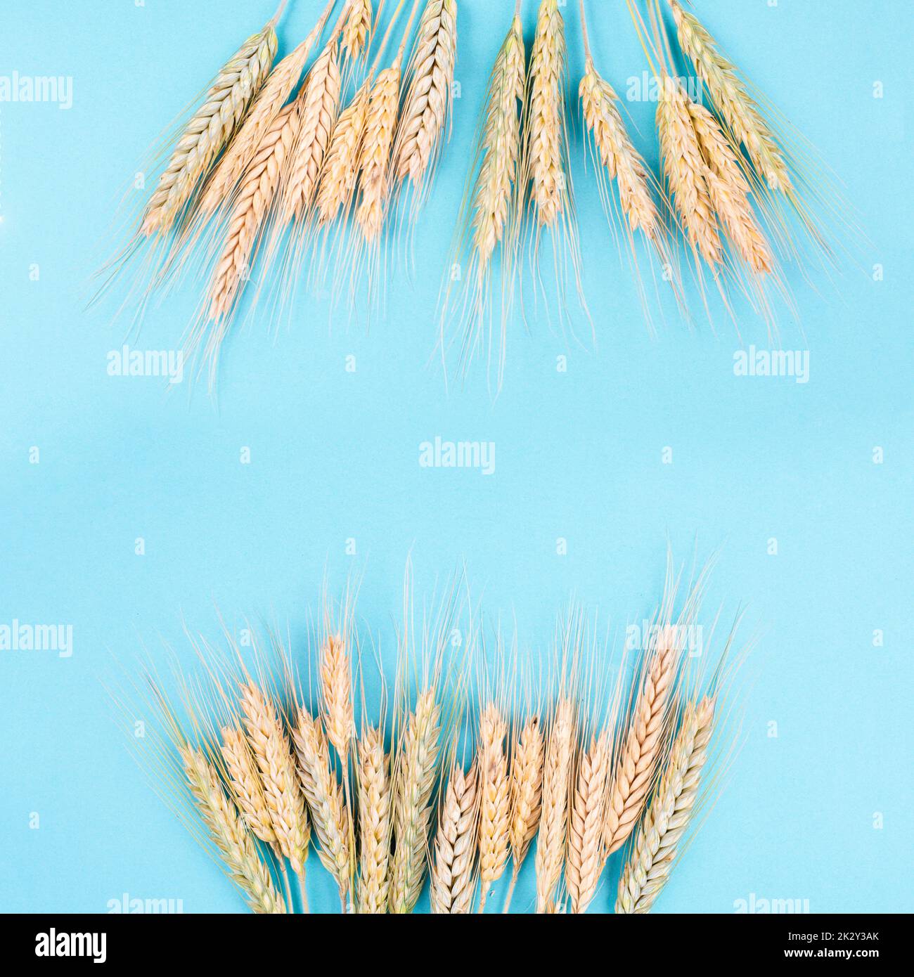 Wheat crop on a blue background, copy space for text, food harvest in ...