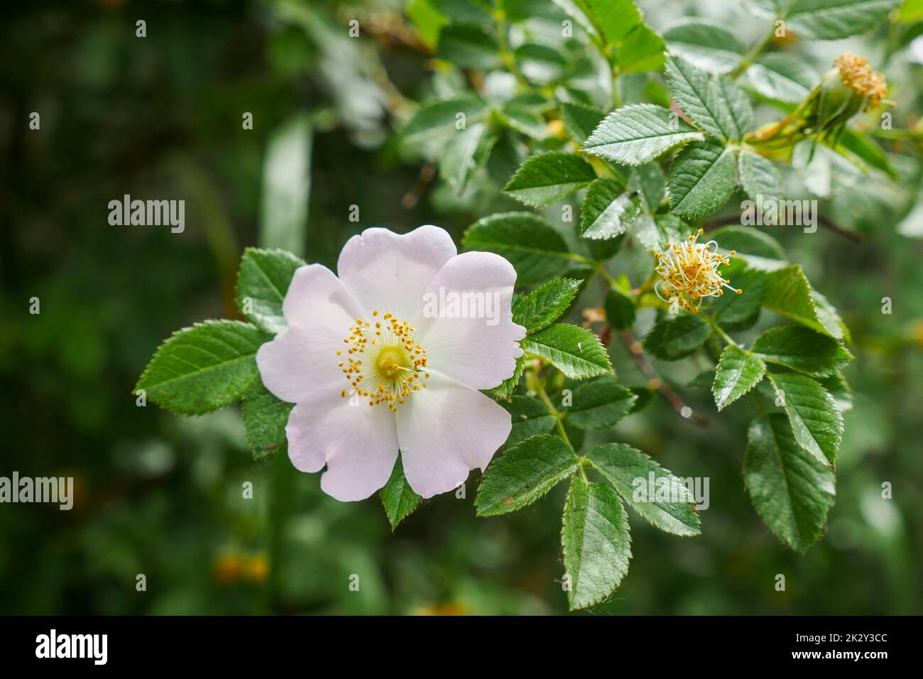 Medicinal flowers hi-res stock photography and images - Alamy