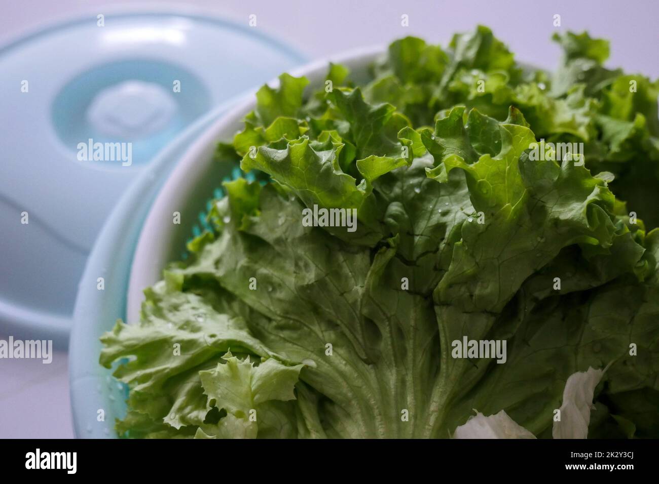 curly lettuce leaves washed in a bowl, washed curly leaves Stock Photo ...