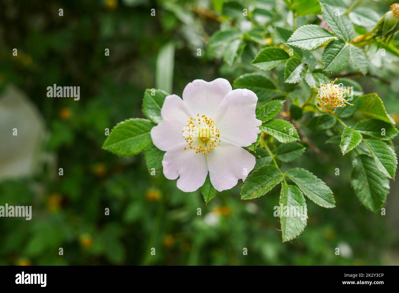 rosehip tree blooming, natural medicinal rosehip flowers Stock Photo ...
