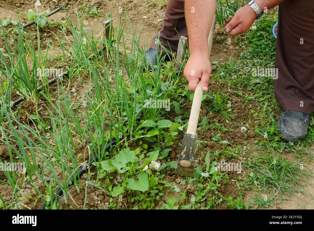 a gardener hoeing a garden, hoeing plants in the garden, making a ...