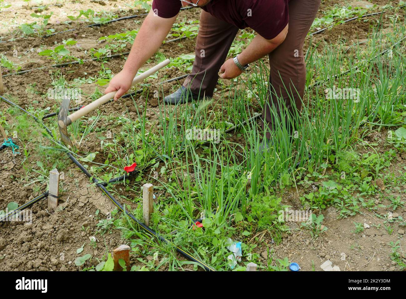 a gardener hoeing a garden, hoeing plants in the garden, making a ...