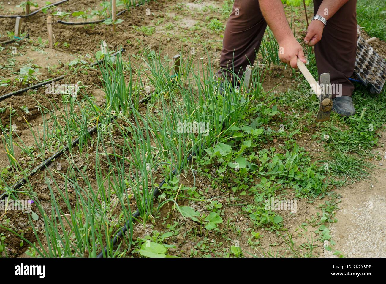 a gardener hoeing a garden, hoeing plants in the garden, making a ...