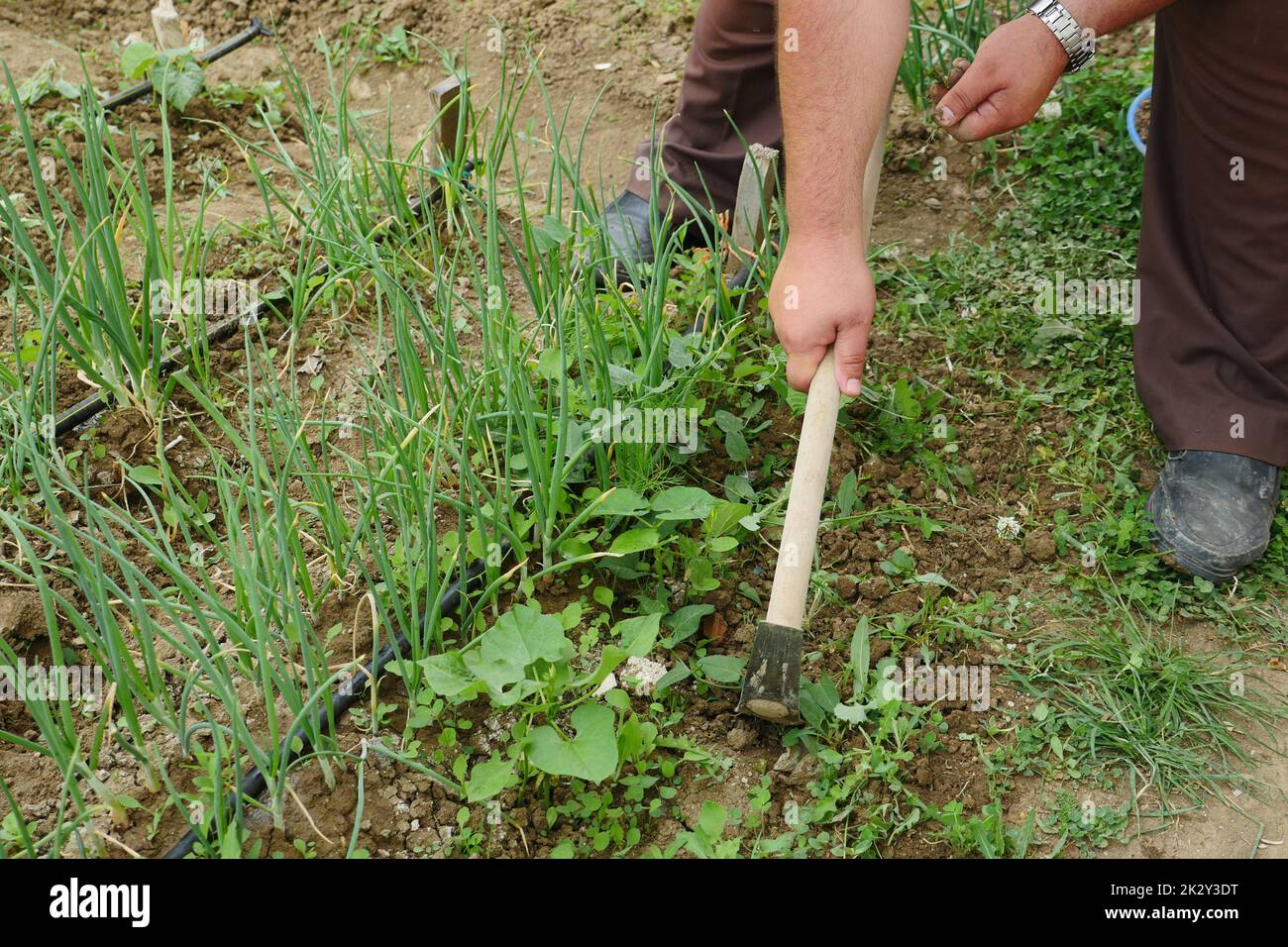 a gardener hoeing a garden, hoeing plants in the garden, making a ...