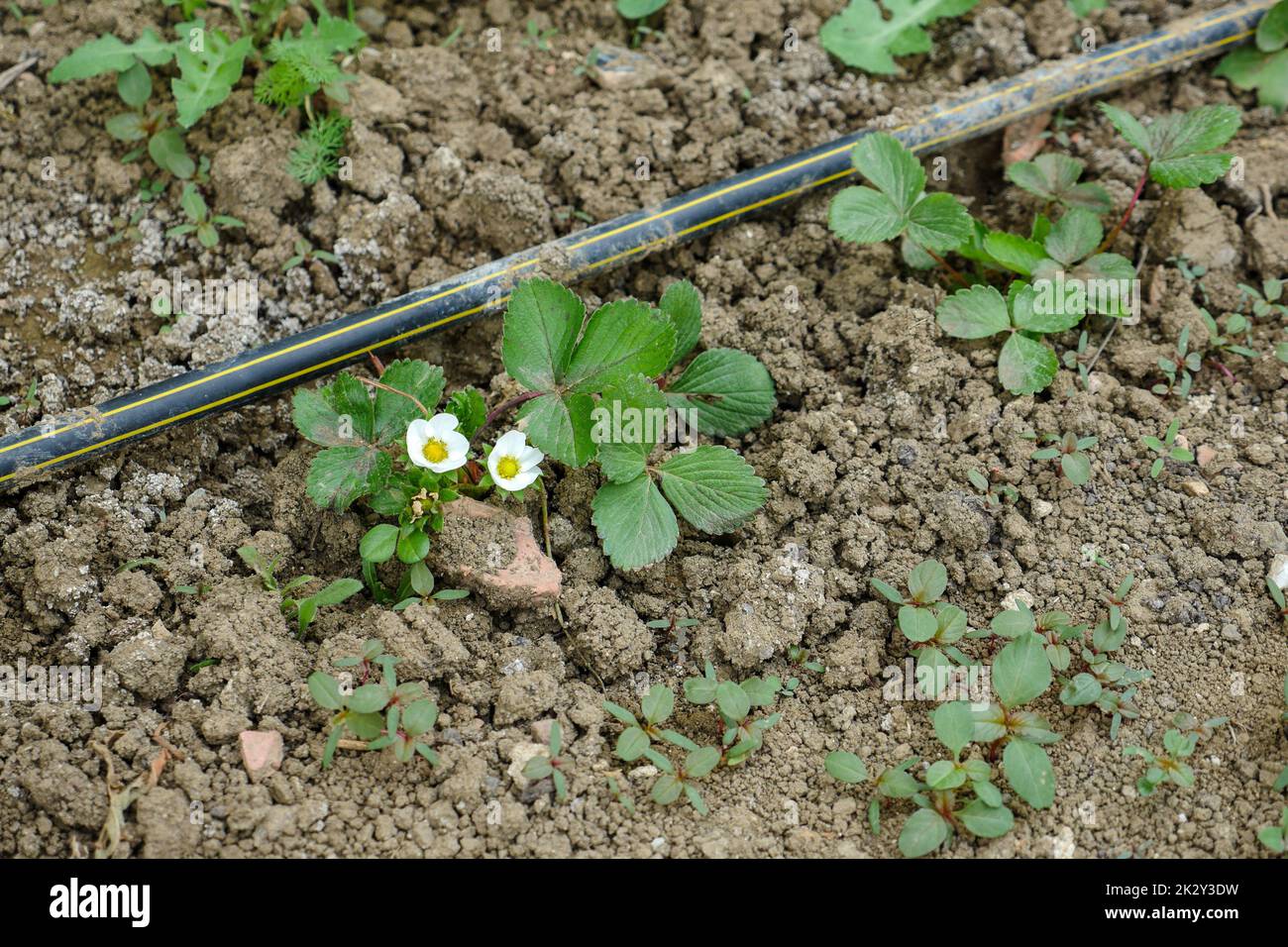 strawberry cultivation in the soil, during the natural strawberry plant ...