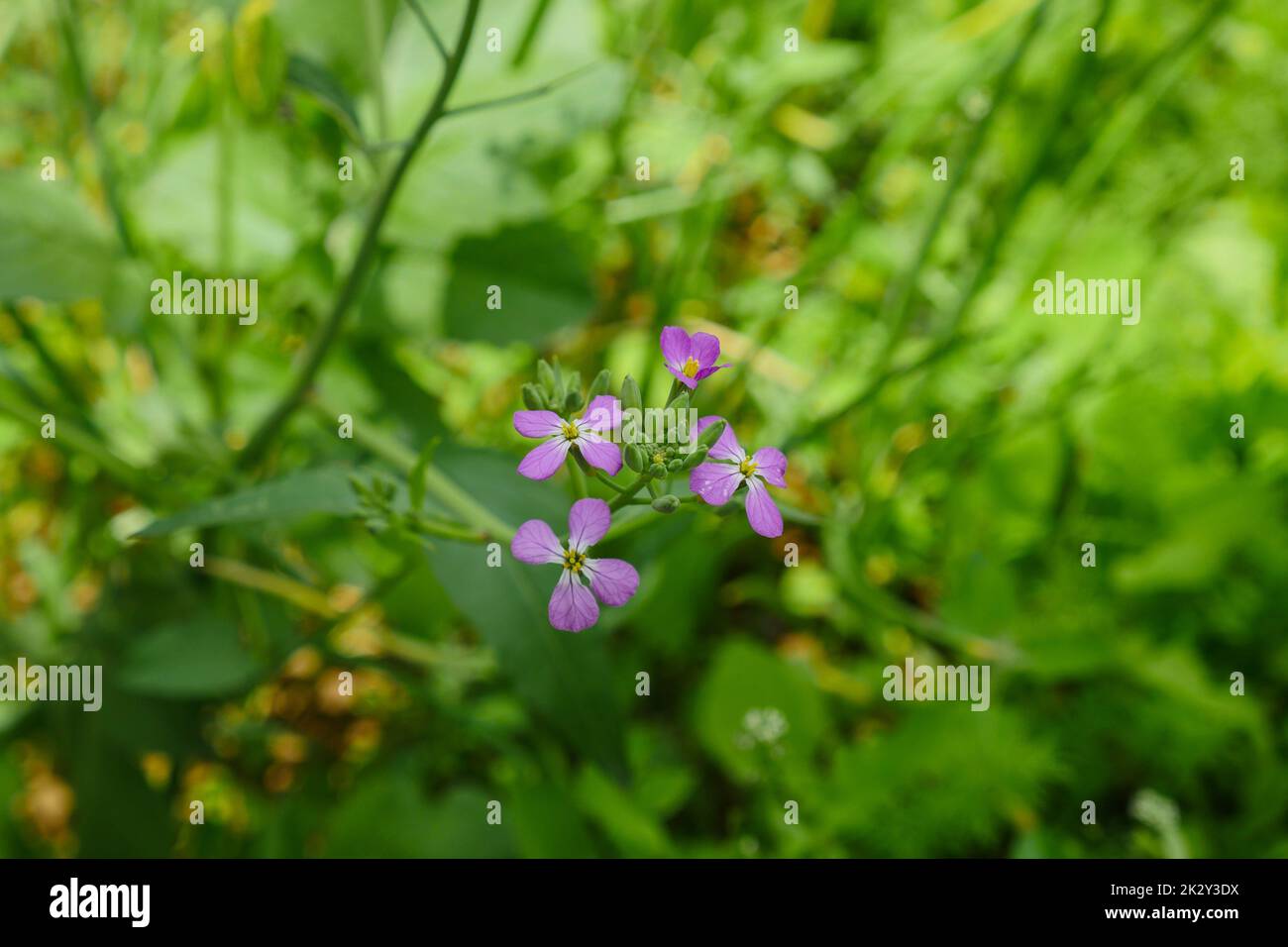 blooming radish plant,radish flower,vegetable flowers Stock Photo - Alamy