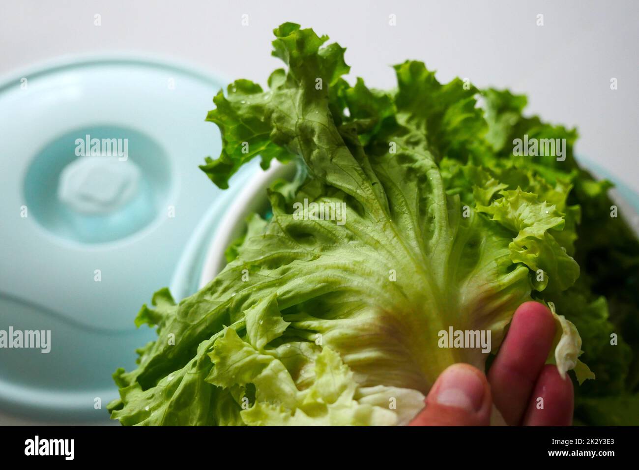 curly lettuce leaves washed in a bowl, washed curly leaves Stock Photo ...