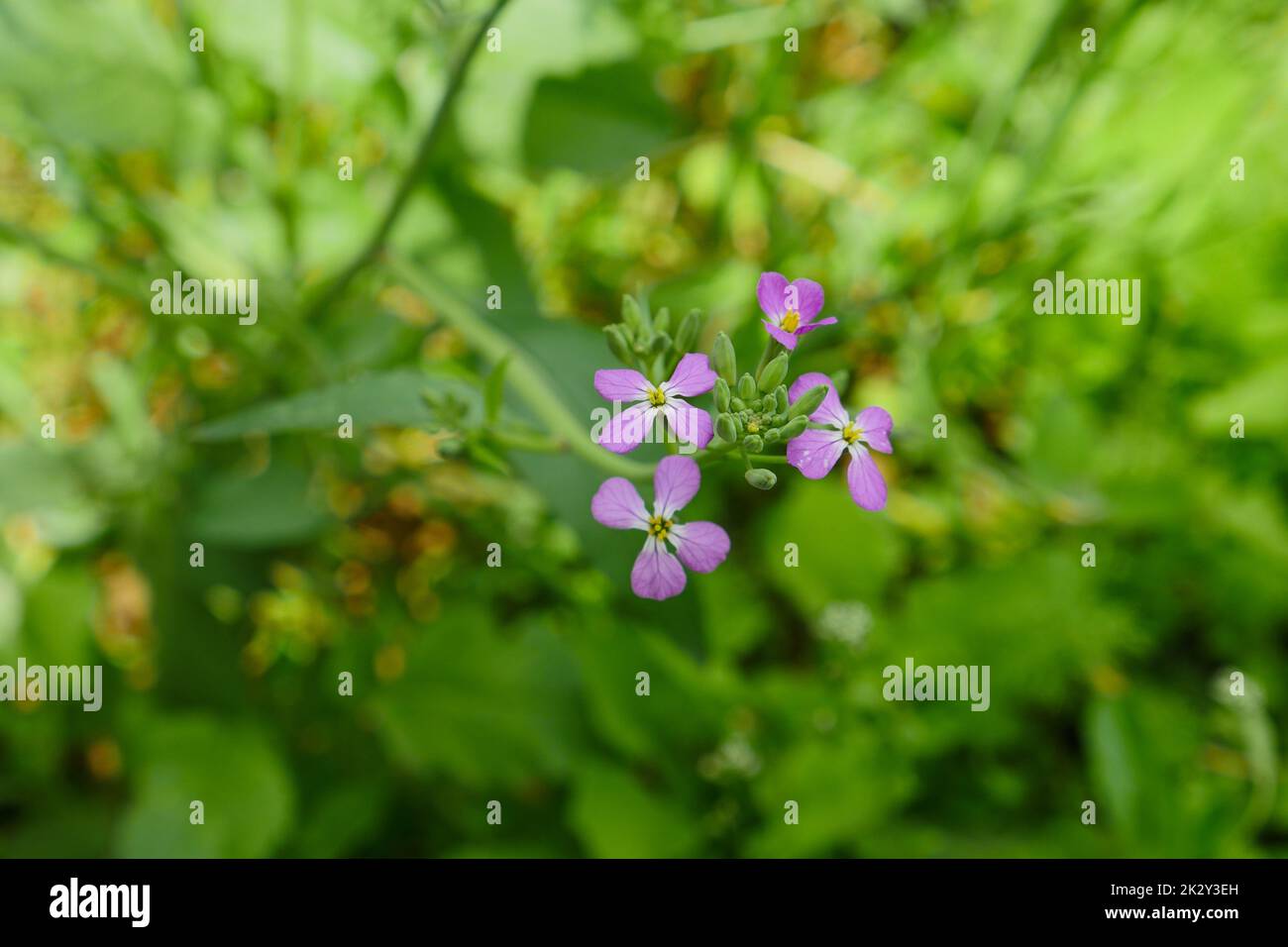 Radish flowers hi-res stock photography and images - Alamy
