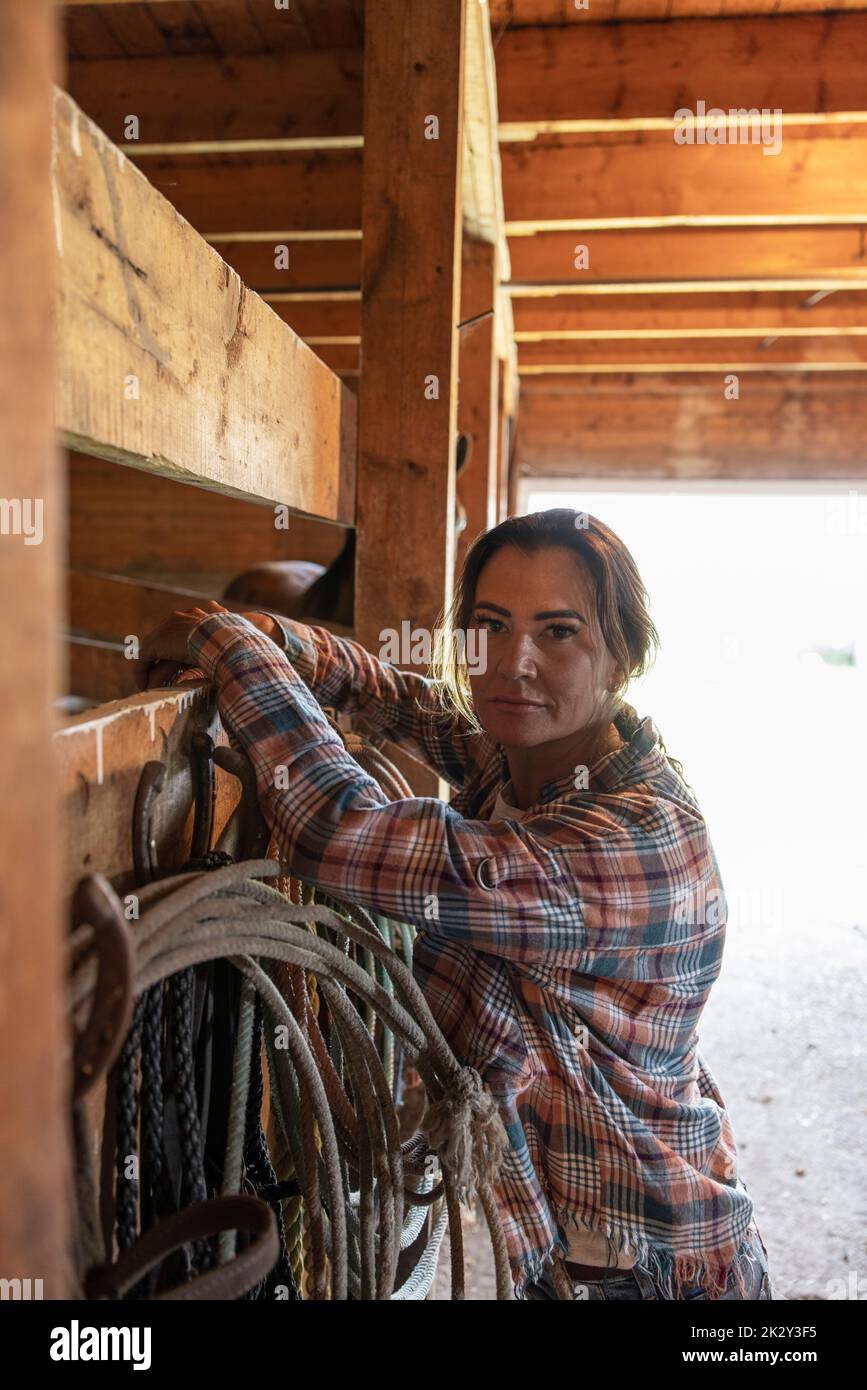 Serious horse hi-res stock photography and images - Alamy