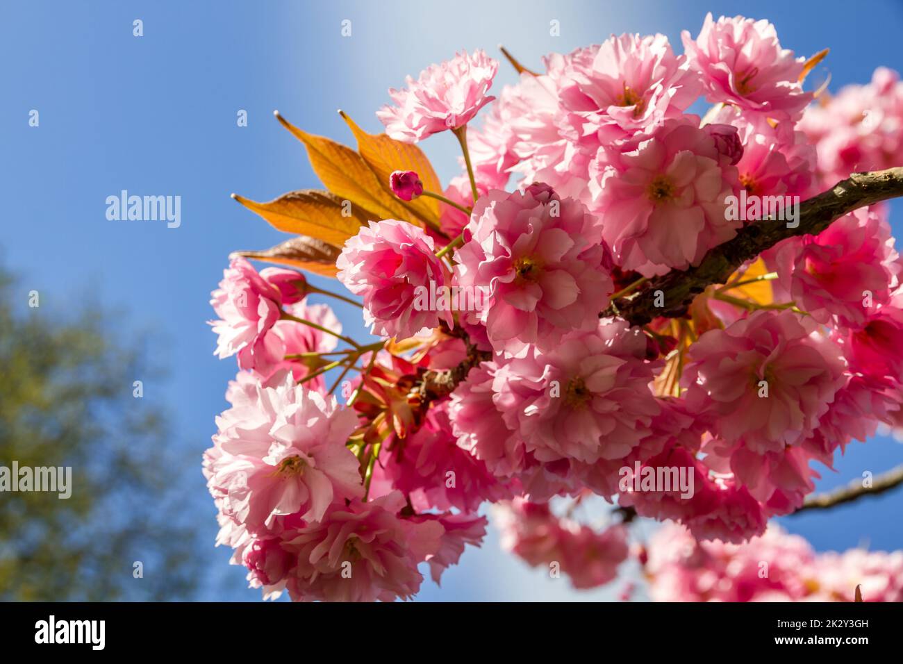 Japanese cherry blossom in spring. Closeup view Stock Photo - Alamy