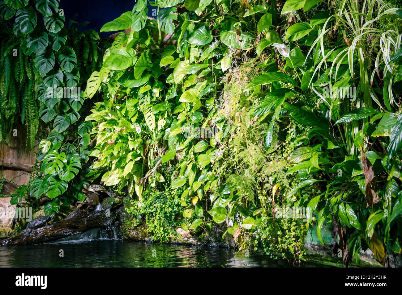 tropical pond and turtle in a rainforest mangrove Stock Photo - Alamy