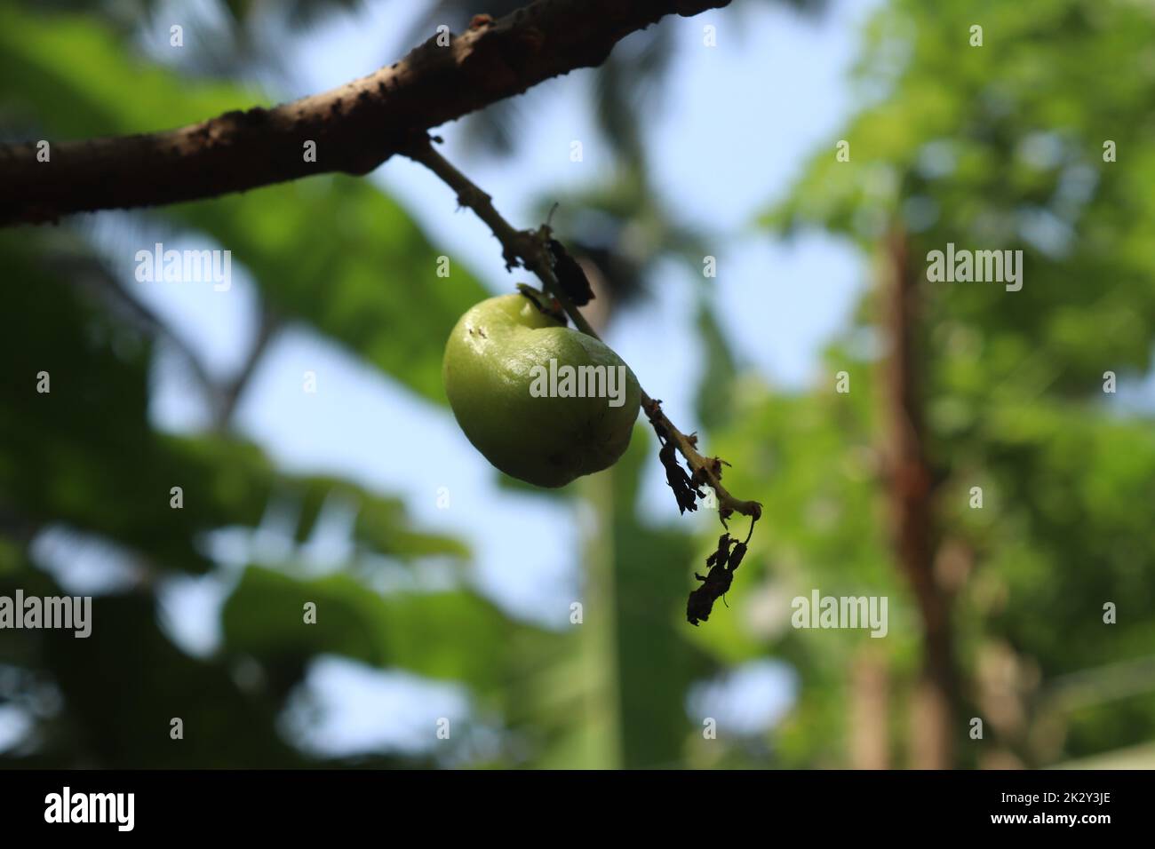 A natural green bimbili fruit Stock Photo - Alamy
