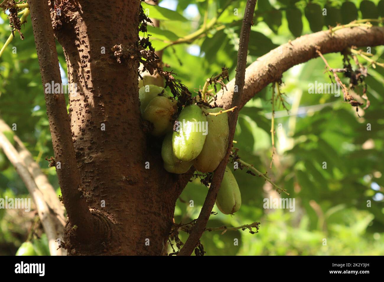 Digestive fruit hi-res stock photography and images - Alamy