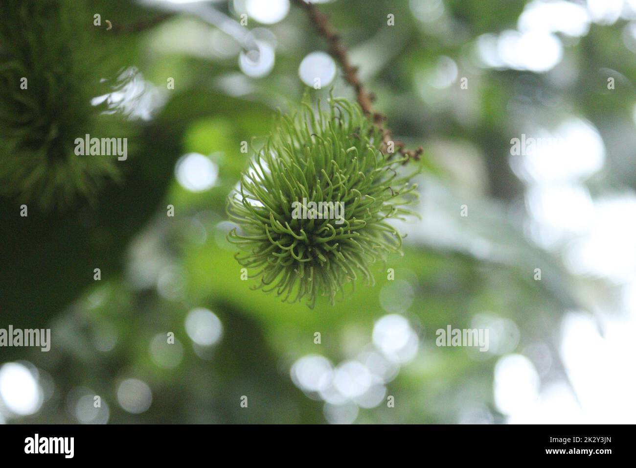 A rambutan fruit on the tree Stock Photo - Alamy